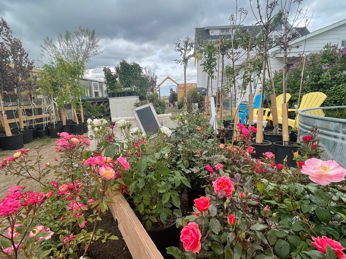 Garden Show Pictures – Fanny's Farmhouse